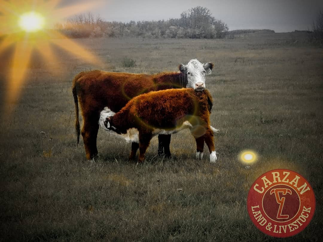 History – Carzan Land & Livestock